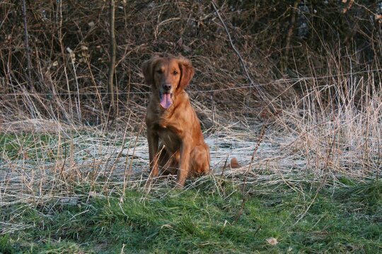 Copper's Sparkling Golden Retriever - Bildergalerie