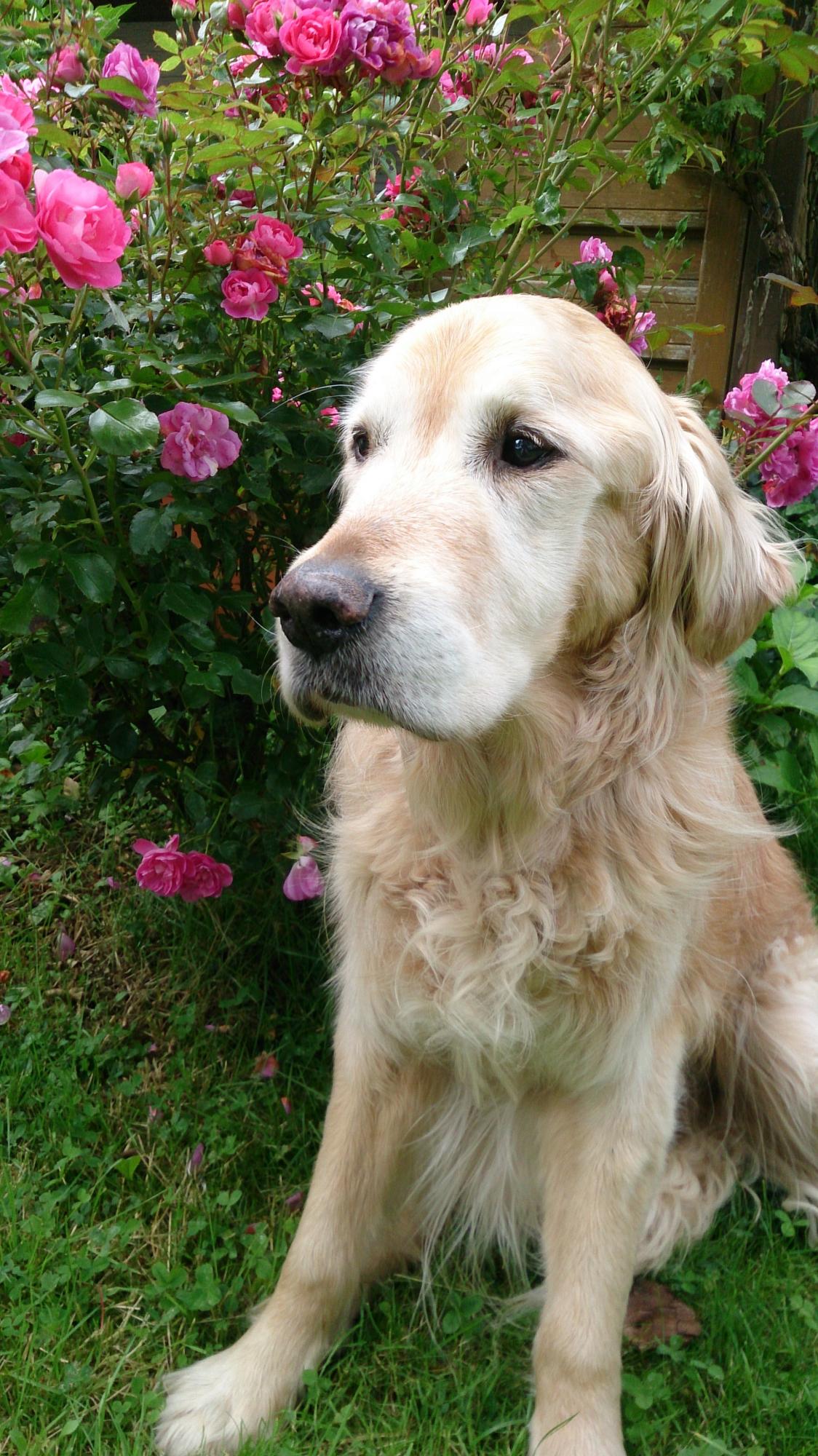 Copper's Sparkling Golden Retriever - Bildergalerie