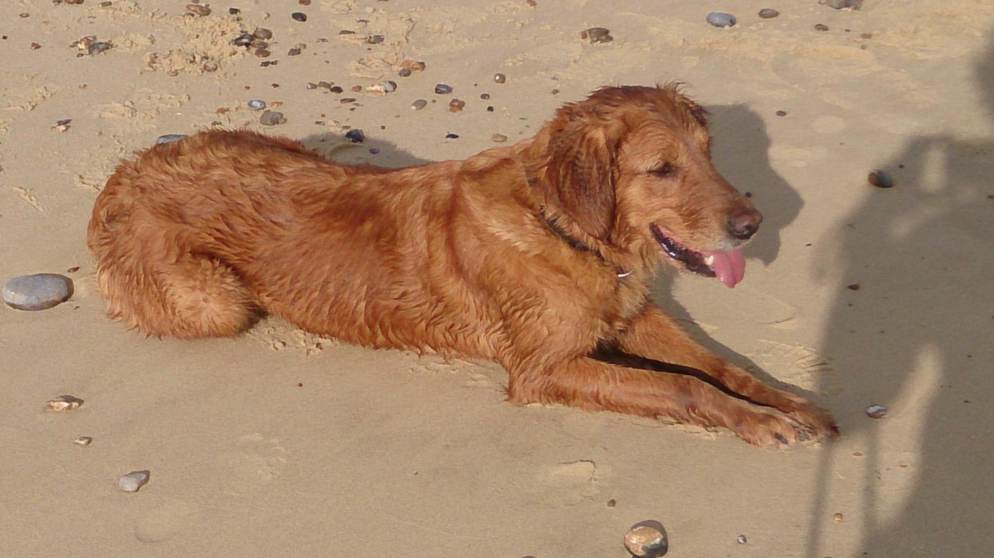 Copper's Sparkling Golden Retriever - Bildergalerie